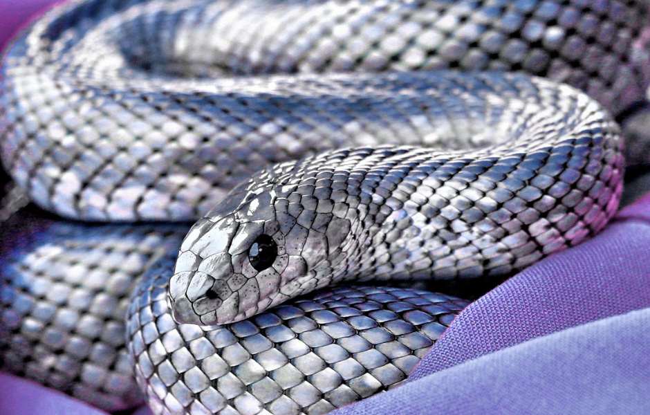 Silver-Tongued Sly - Priya Florence Shah, Bestselling Author